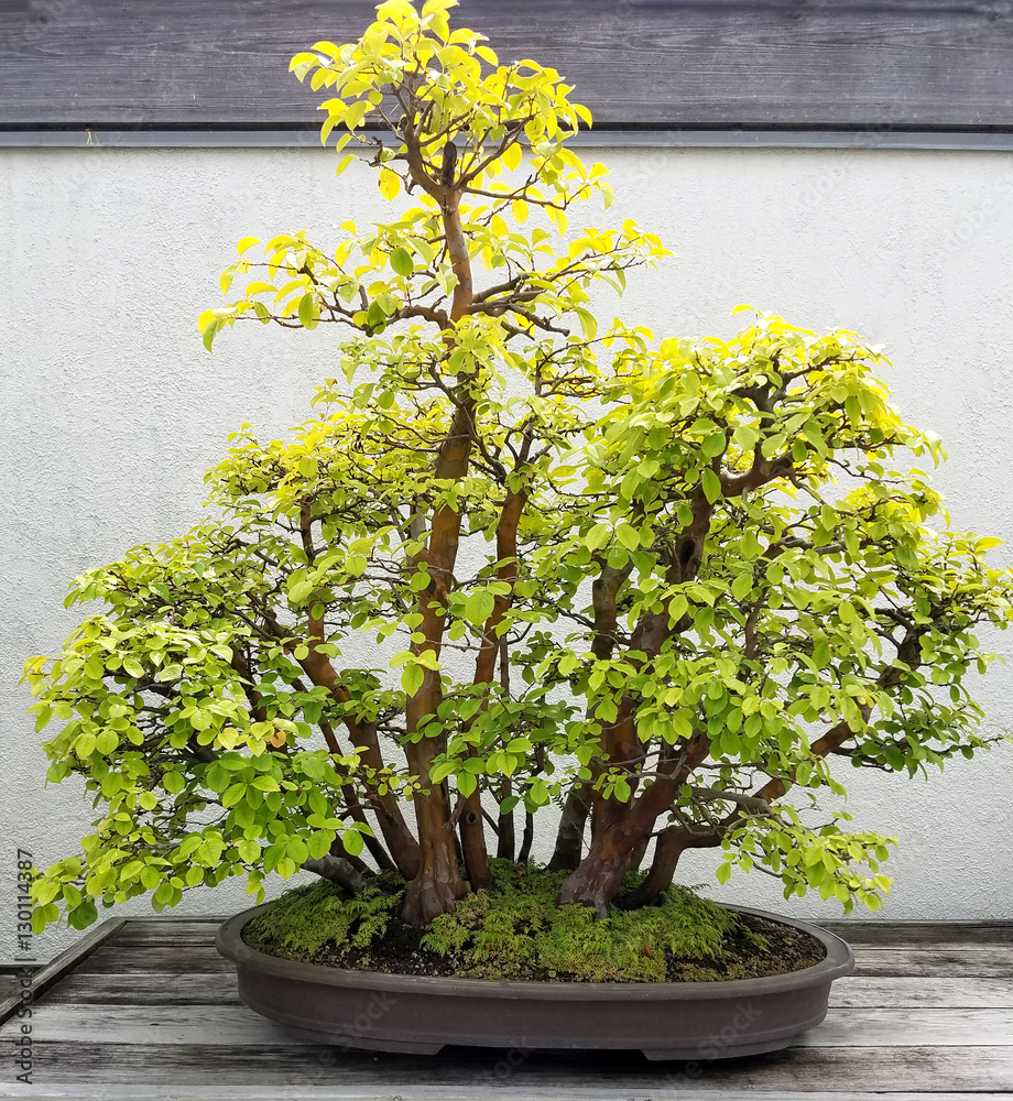 Bonsai and Penjing landscape with miniature deciduous quince trees in a ...