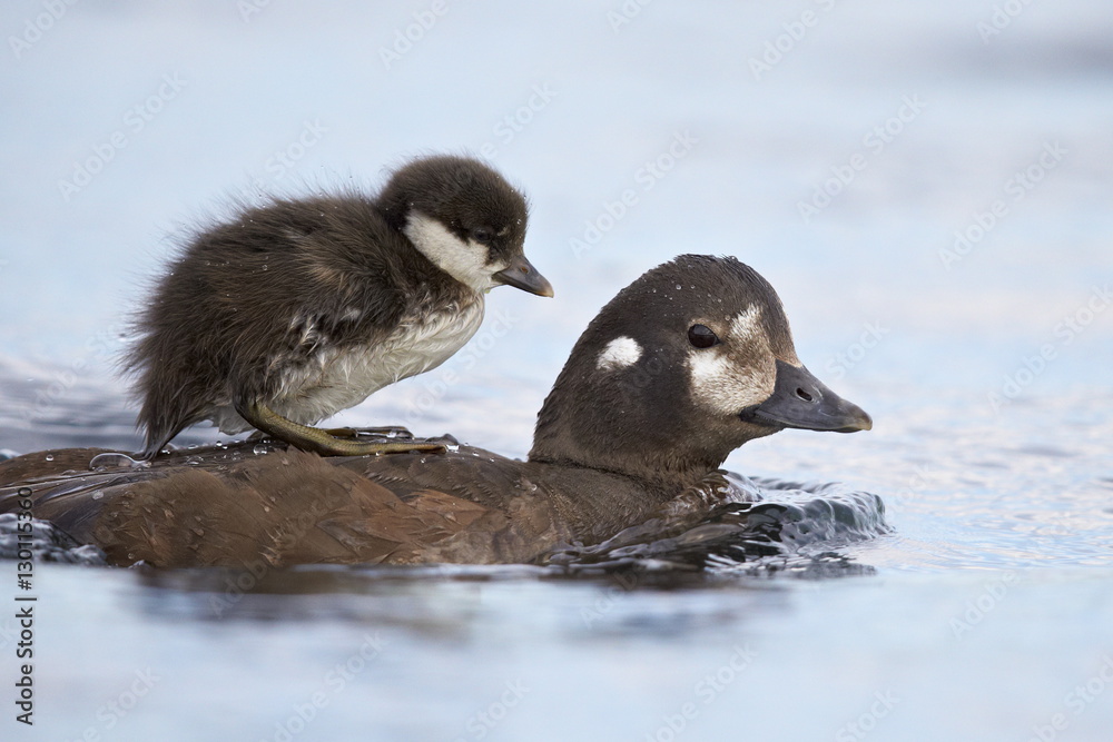Harlequin Duck (Histrionicus histrionicus) duckling riding on its ...