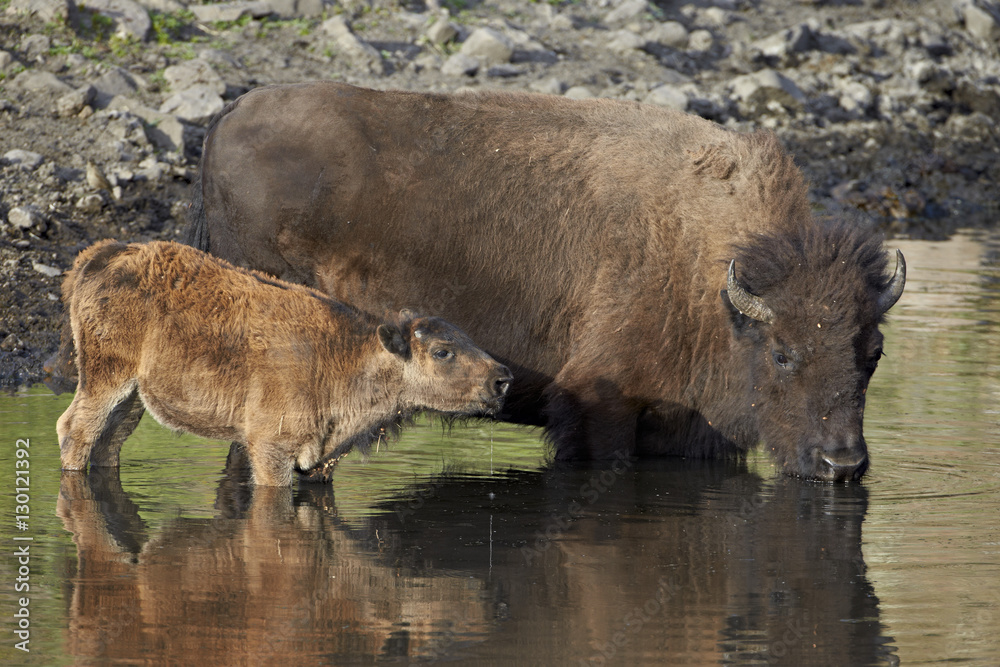 Bison (Bison bison) cow and calf drinking from a pond, Custer State ...