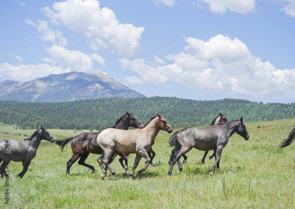 Quarter Horse yearling herd running across alpine meadow Stock Photo ...