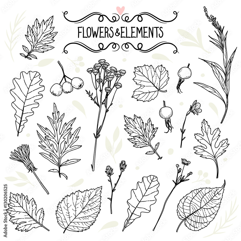 Set of illustrations of plants. Sketch. Freehand drawing Stock Vector ...