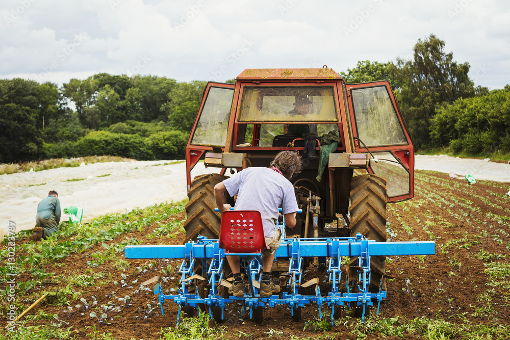 Men driving tractor pulling cultivator weeding between rows of plants ...