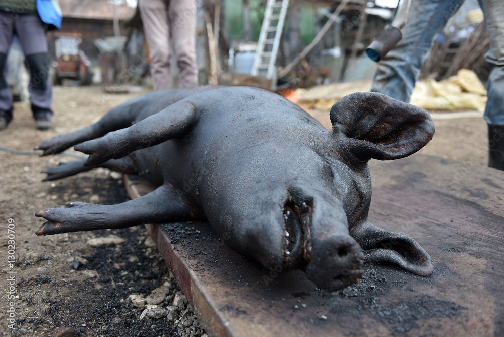 Slaughtered pig. Burned pig prepared for traditional butchering Stock ...