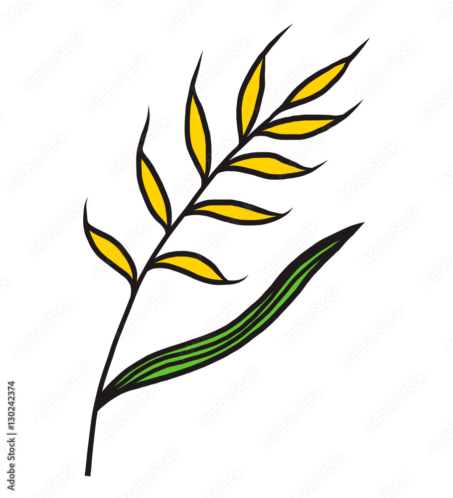 yellow rice flower / cartoon vector and illustration, hand drawn style ...