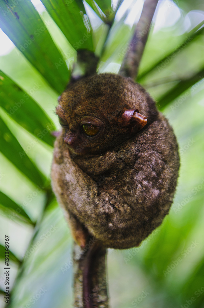Philippine tarsier (Carlito syrichta), smallest monkey in the world ...