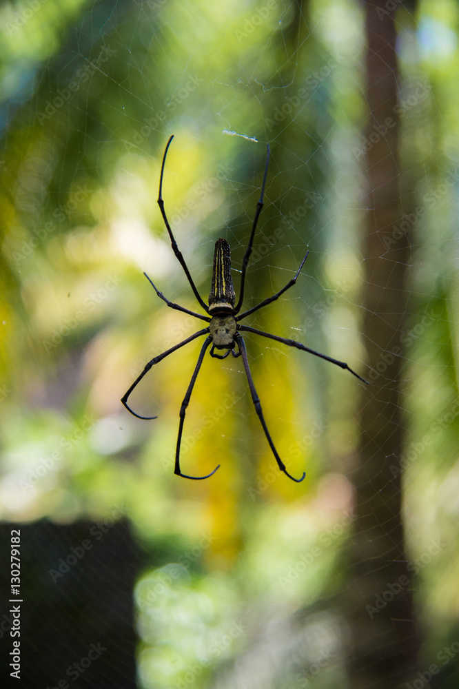 A long-legged spider hanging from a tree on a background of green wood ...