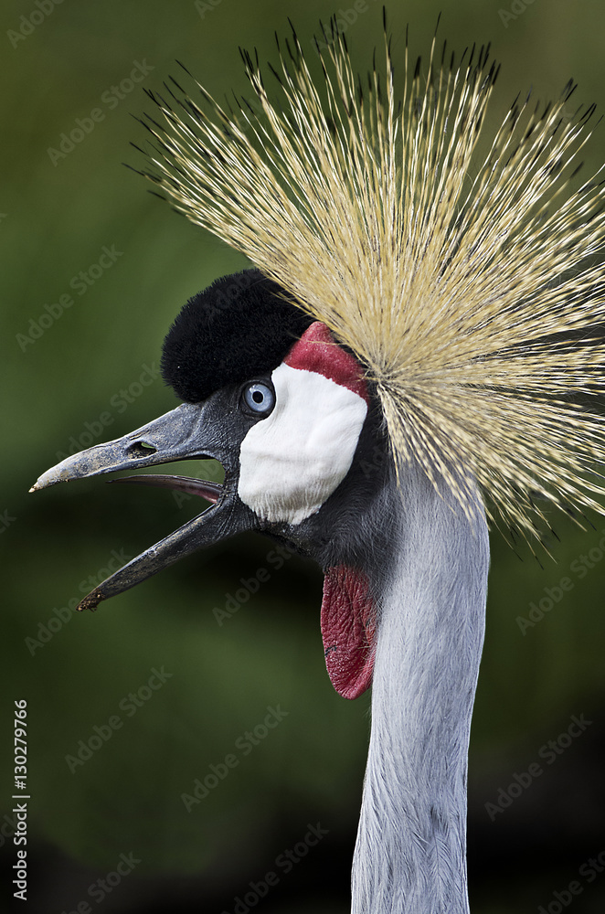 Black Crowned Crane Stock Photo | Adobe Stock