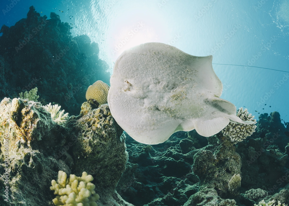 Leopard torpedo ray (Electric ray) (Torpedo panthera), underside view ...