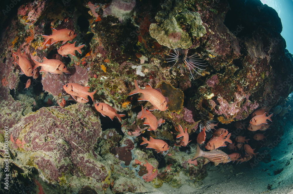 Small school of Blotcheye soldierfish (White edged soldier fish ...