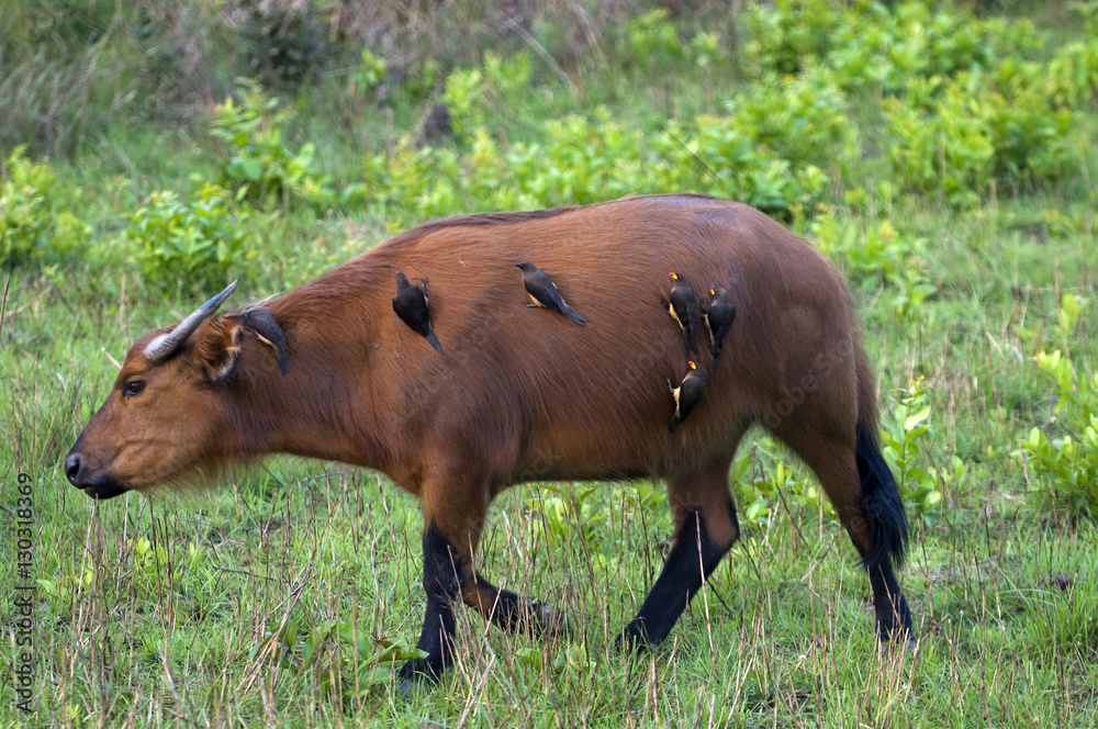 African forest buffalo (Syncerus caffer nanus) with yellow-billed ...