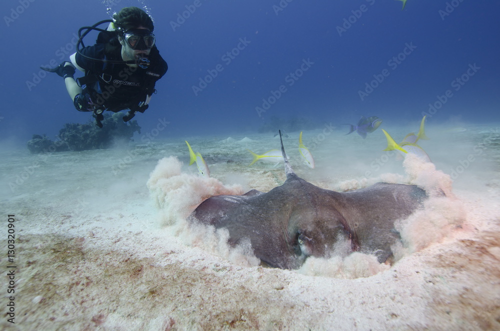 Stingray hunting for fish in the the Turks and Caicos Stock Photo ...