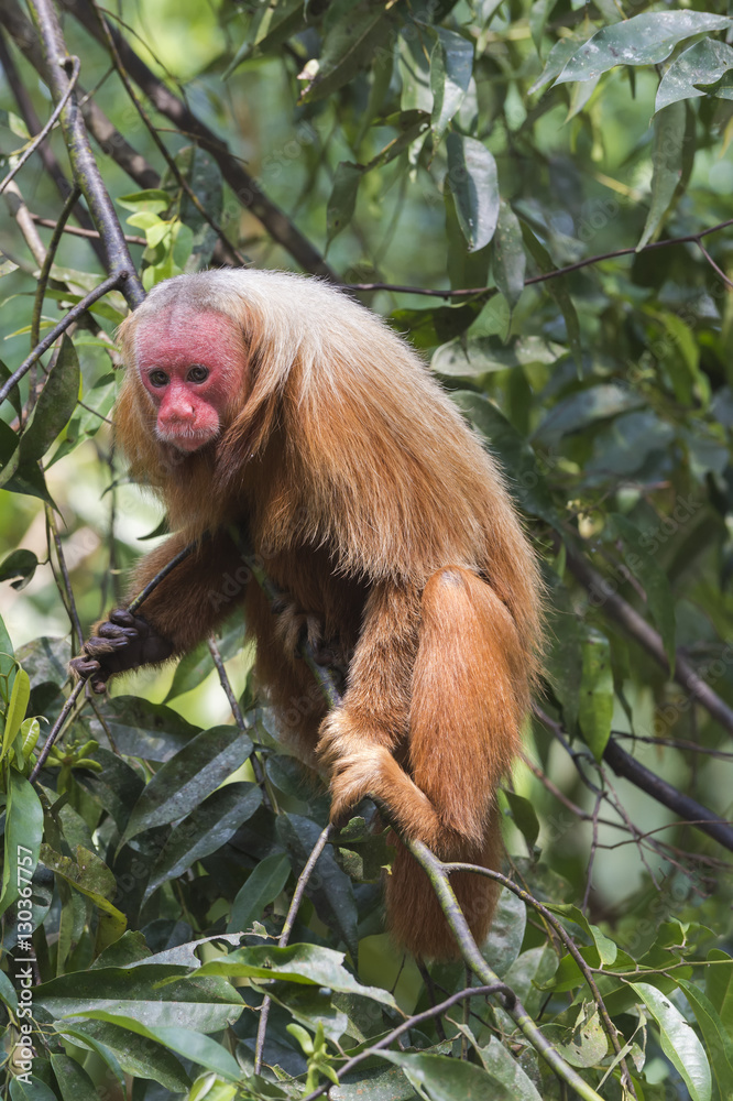 Red bald-headed Uakari monkey also known as British Monkey (Cacajao ...