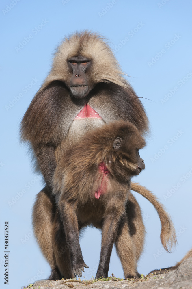 Mating Gelada baboons (Theropithecus Gelada), Simien Mountains National ...
