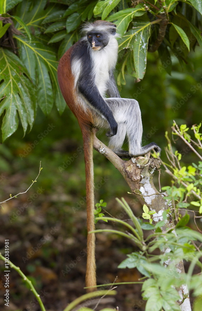 Zanzibar Red Colobus monkey, one of Africa's rarest primates Stock ...
