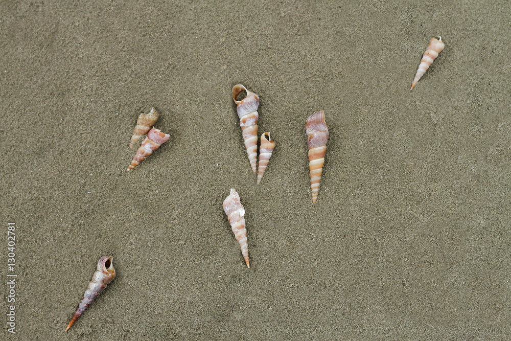 Seashell sand auger spiral on a sand background Stock-Foto | Adobe Stock