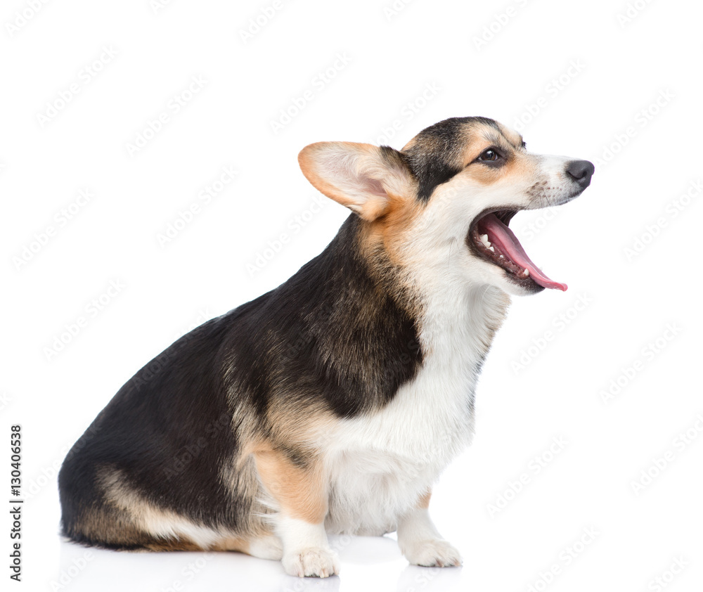 Pembroke Welsh Corgi sitting in profile. isolated on white Stock Photo ...