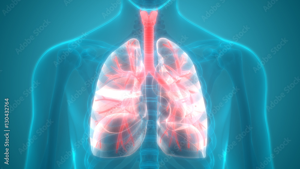 Human Body Organs (Lungs Anatomy) Stock Illustration | Adobe Stock