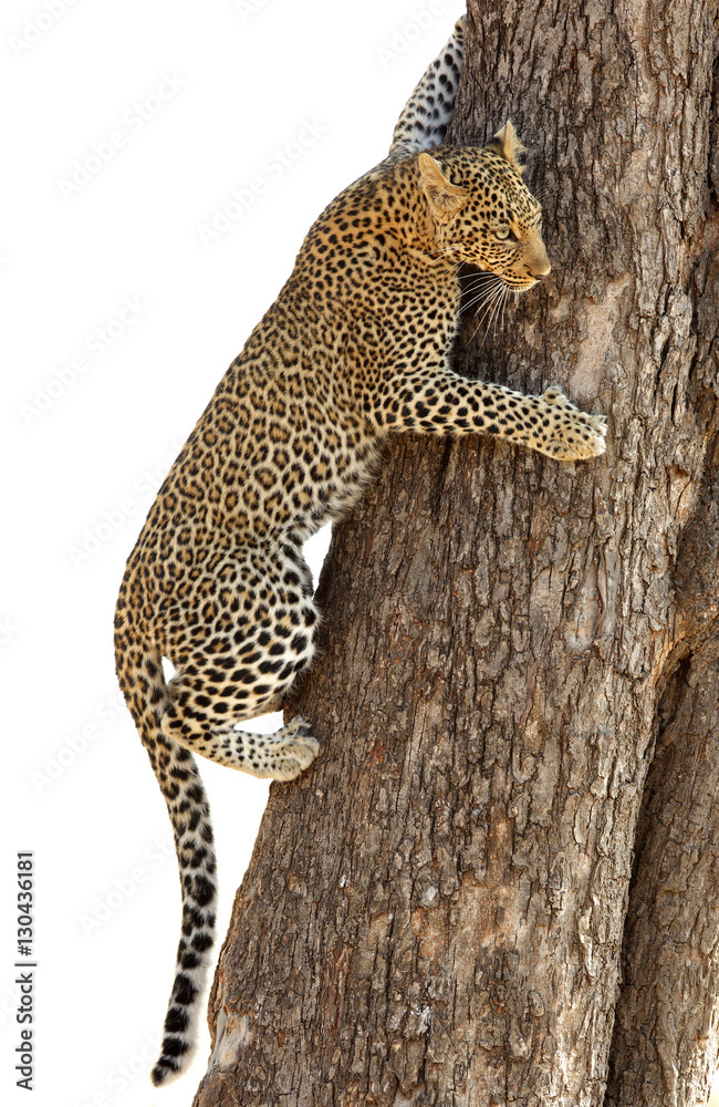 Juvenile leopard trying to climb down the tree at Masai Mara Stock-Foto ...
