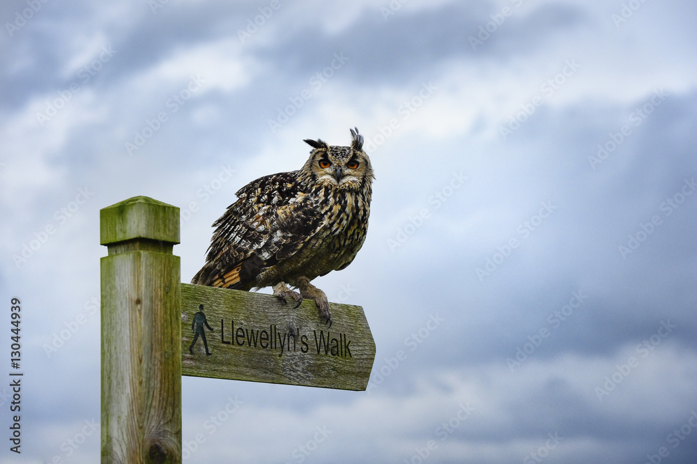 Eagle owl, raptor, bird of prey on sign post for Llewellyn'sWalk ...