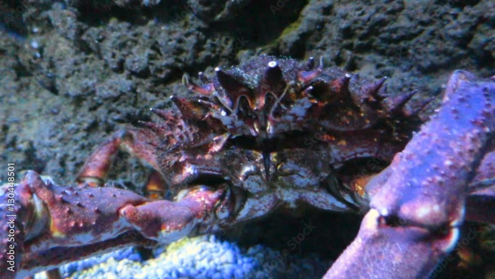 saltwater fish named spider crab or Maja Squinado, moving its antennae ...