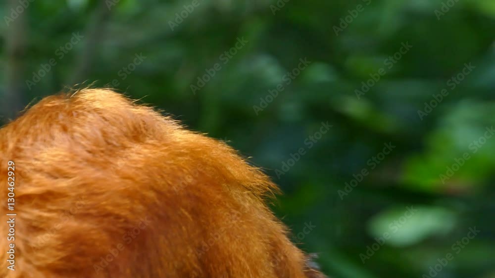 Golden lion tamarin also known as the golden marmoset, is a small New ...