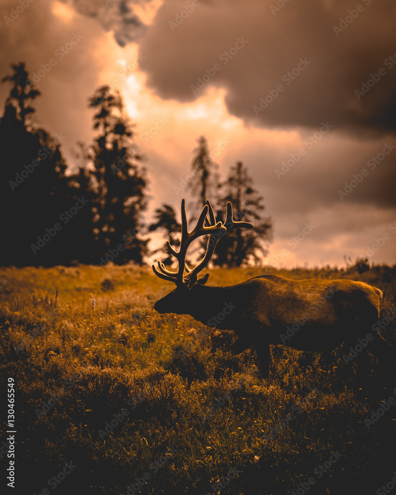 Huge Bull Elk Stag with trophy antlers in prairie habitat silhouette ...
