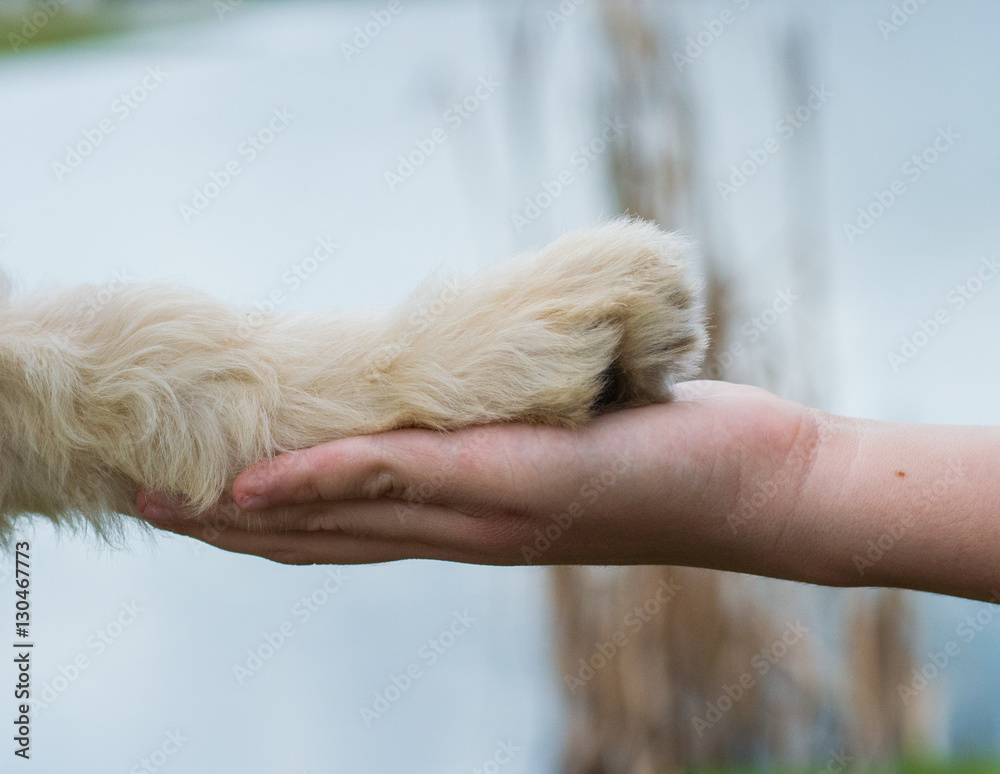 Dog Paw handshake best friends Stock Photo | Adobe Stock