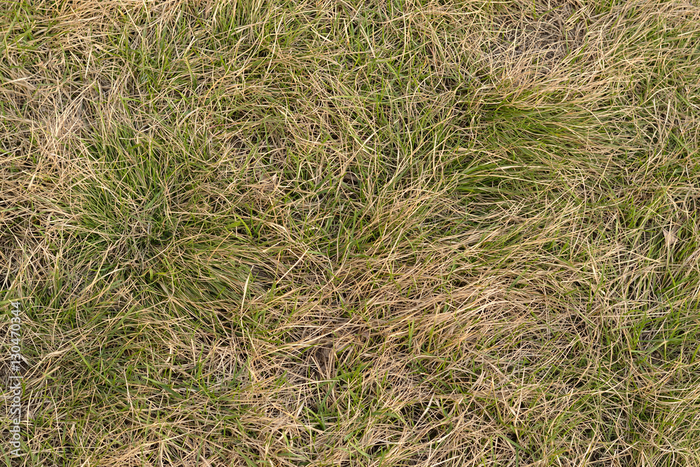 Prairie Grass Texture