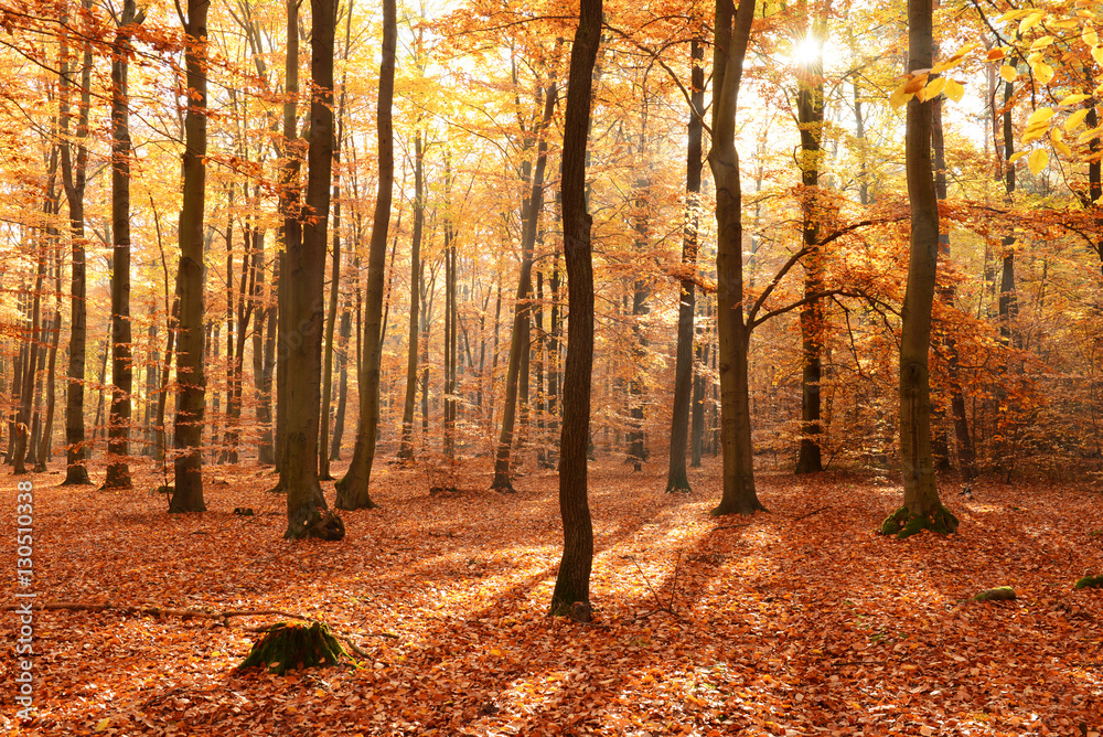 Deciduous Forest Autumn