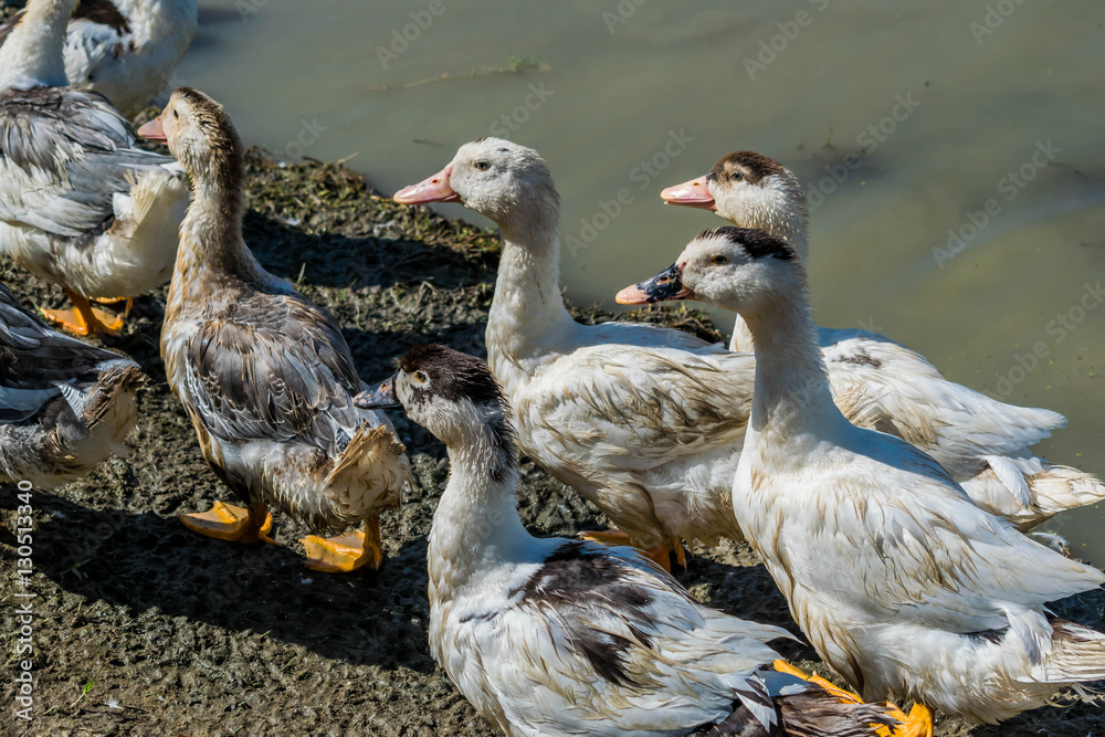 Canards mulard, désherbant des rizières bio en Camargue. Stock Photo ...