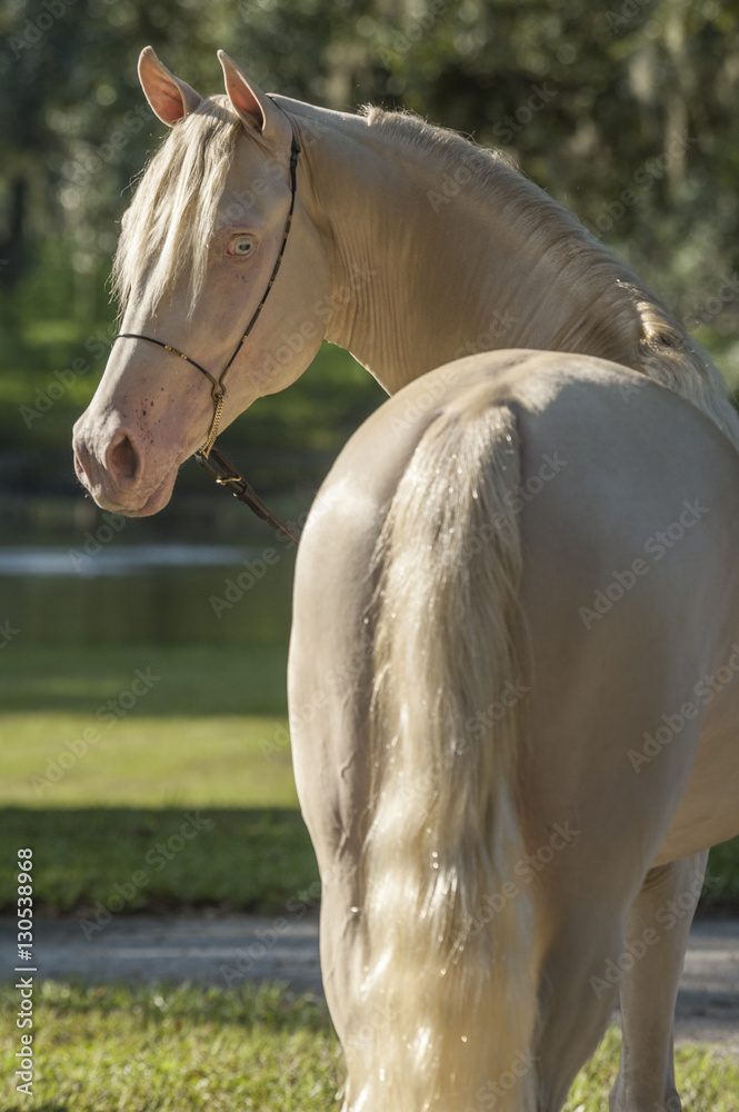 Cremallo Morgan Horse stallion portrait Stock Photo | Adobe Stock