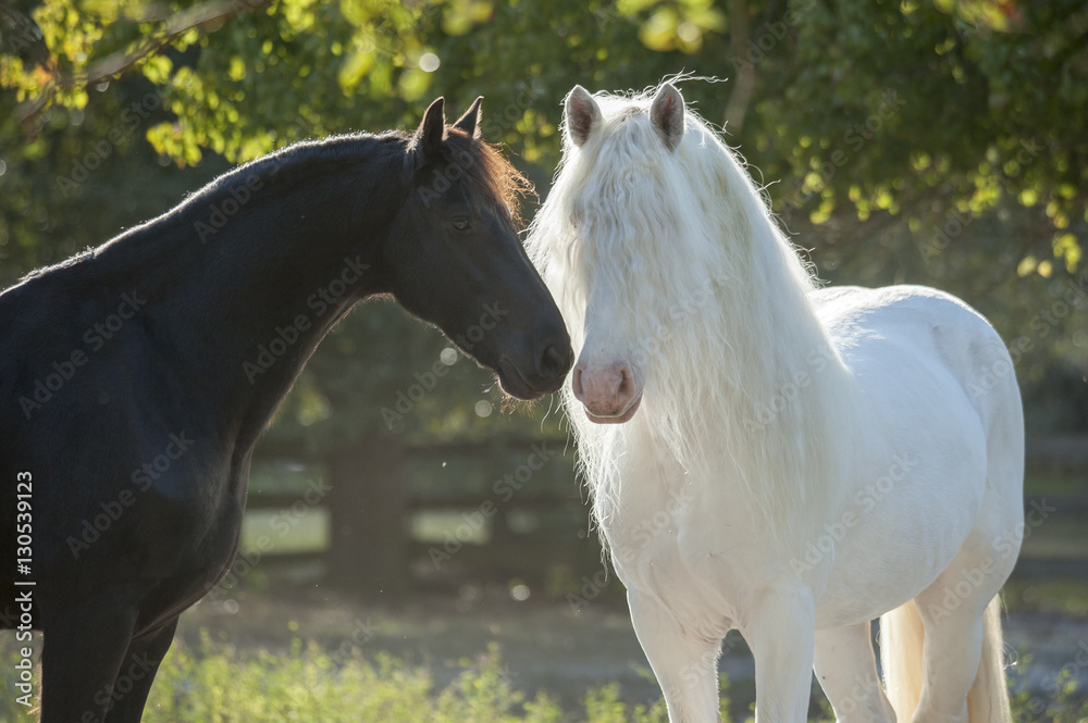 Friesian Draft Horses