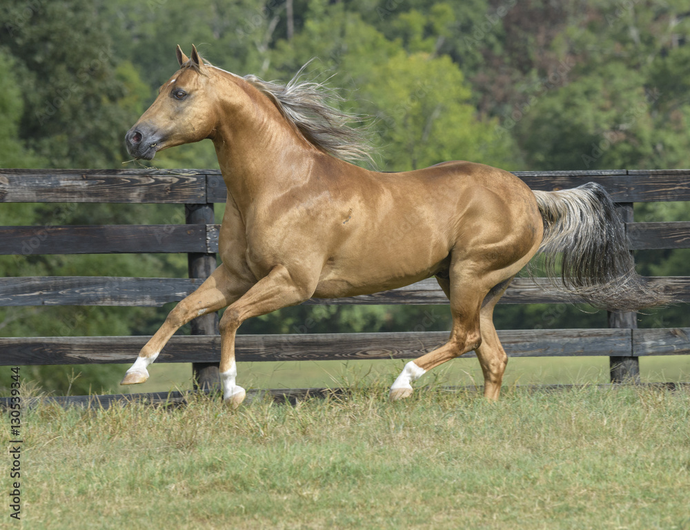Quarter Horse Stallions Running