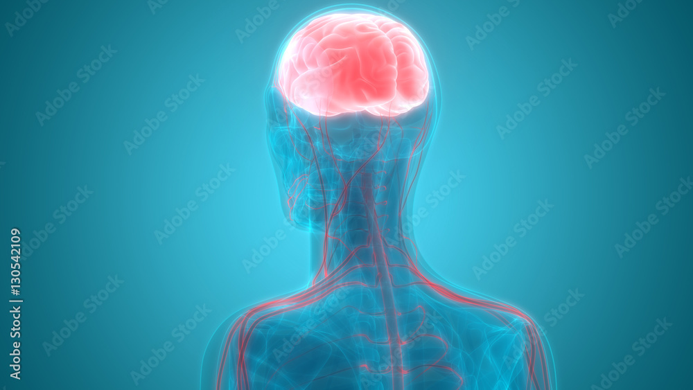 Human Brain with Nervous system Anatomy Stock Illustration | Adobe Stock