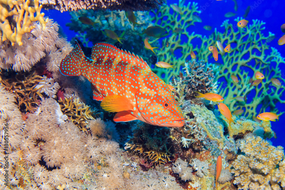Red Grouper Stock Photo | Adobe Stock