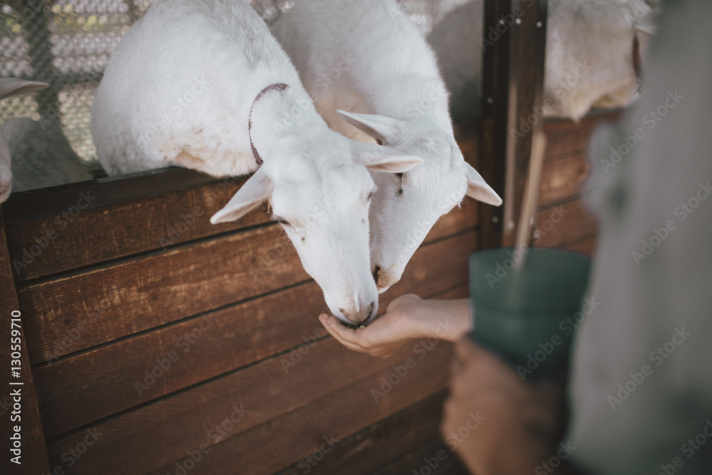 Man feeding goats in farm Stock Photo | Adobe Stock
