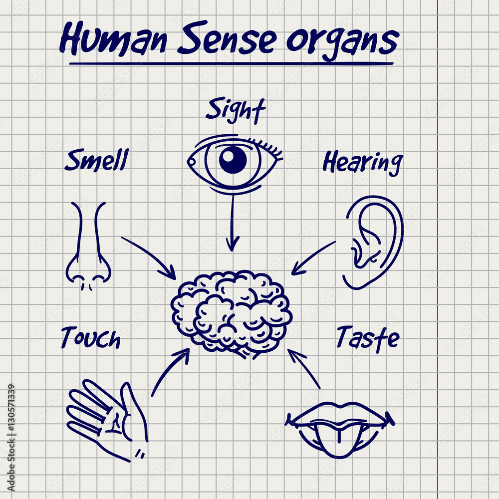 Synopsis of human sense organs on notebook page background. Vector ...