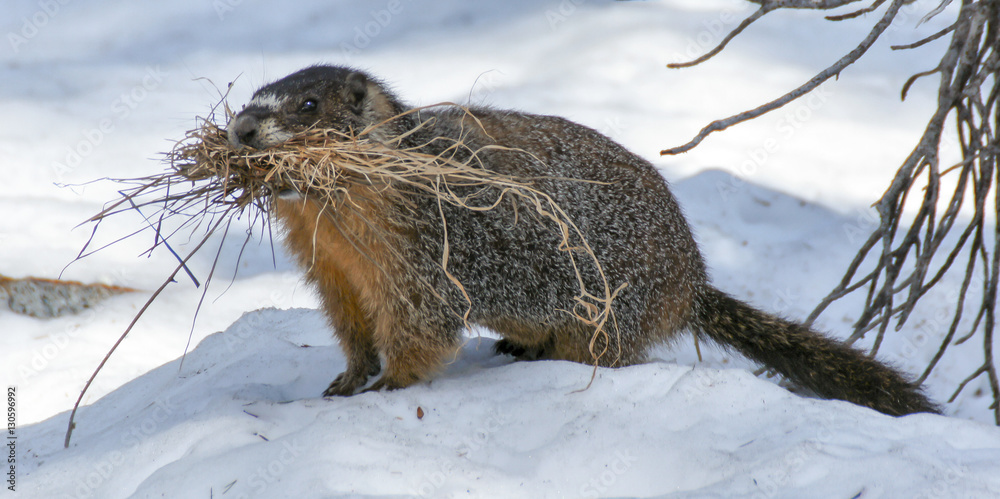 Yellow-bellied Marmot (Marmota flaviventris) carrying grass to line its ...