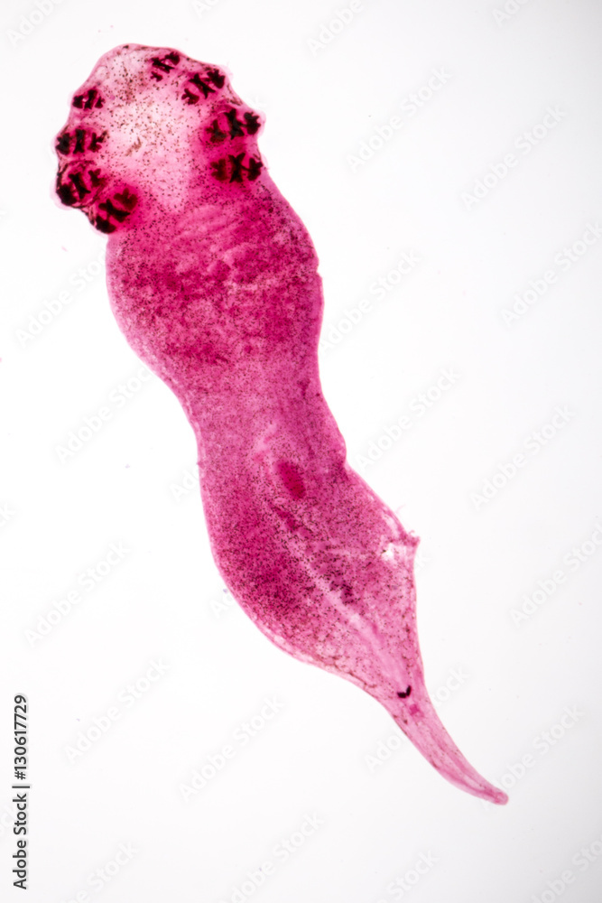 Parasite under microscope view. Stock Photo | Adobe Stock