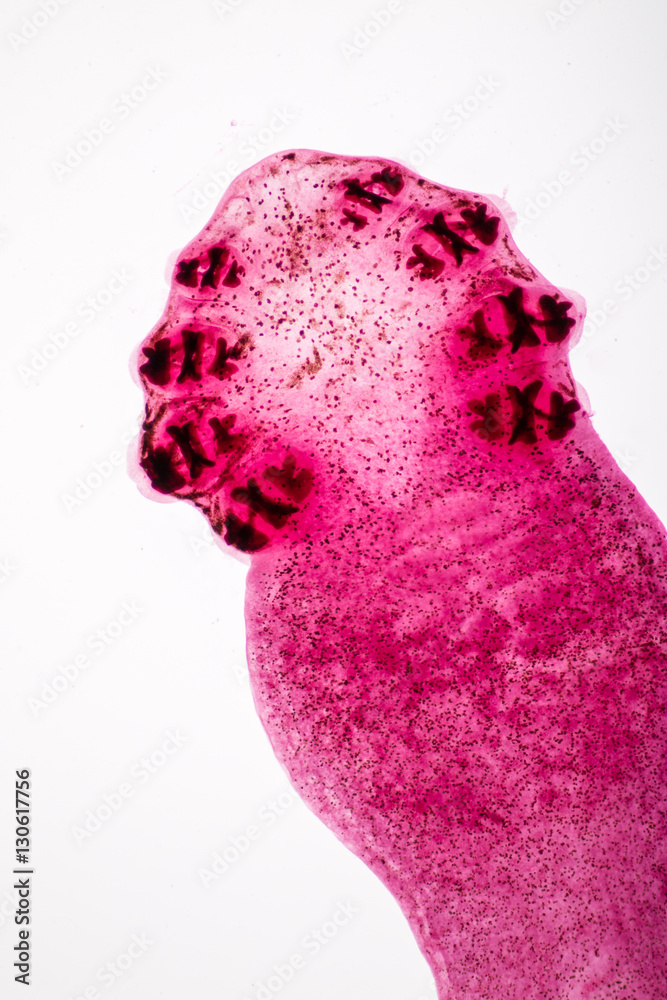 Parasite under microscope view. Stock Photo | Adobe Stock