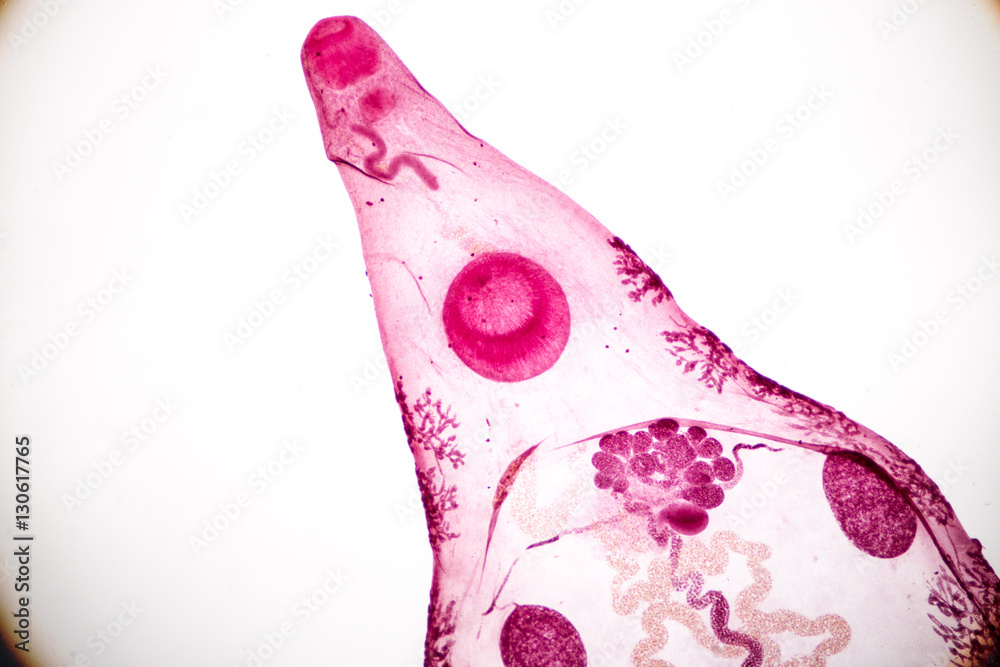 Parasite under microscope view. Stock Photo | Adobe Stock