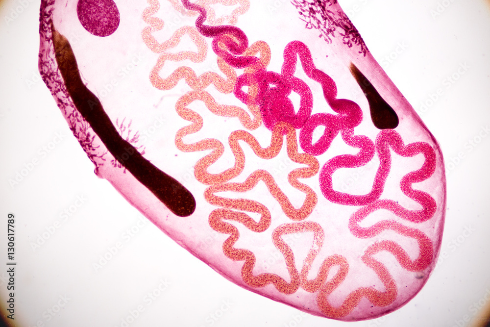 Parasite under microscope view. Stock Photo | Adobe Stock