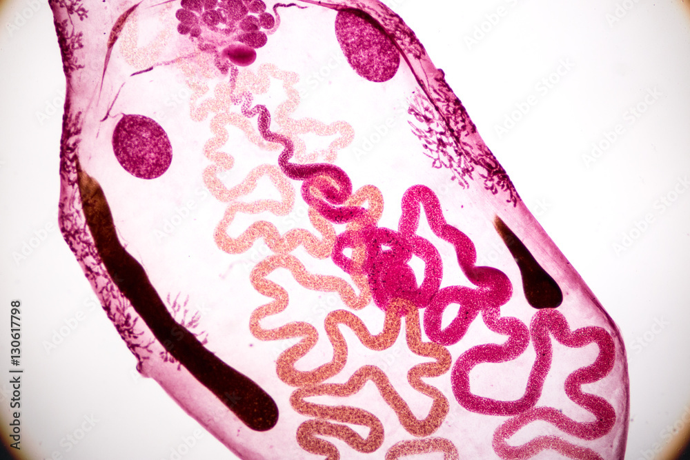 Parasite under microscope view. Stock Photo | Adobe Stock