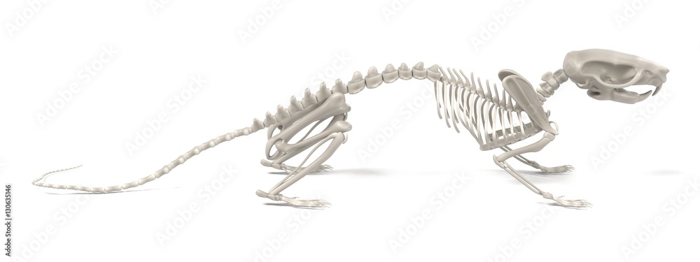 realistic 3d render of rat skeleton Stock Illustration | Adobe Stock