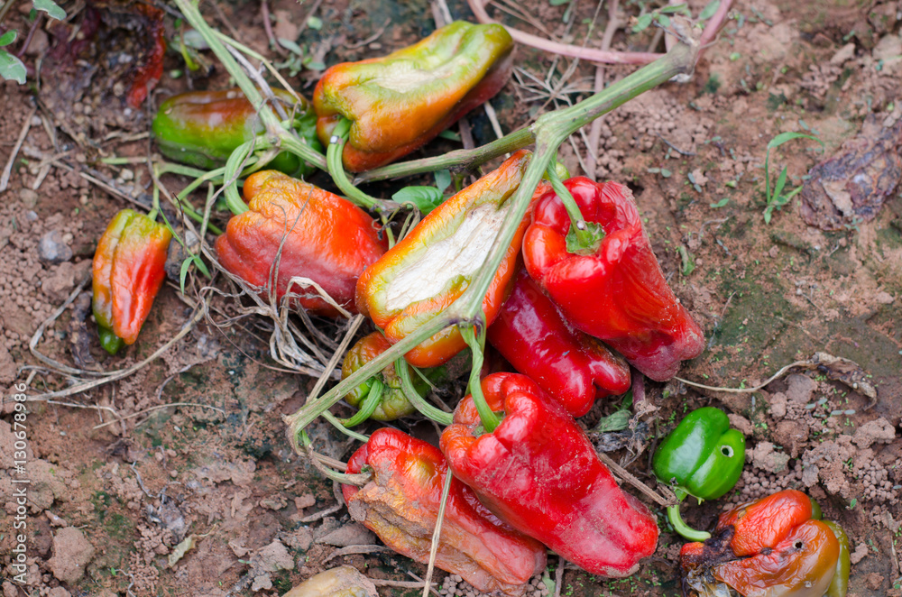Foto de sweet pepper disease viral diseases and biological pests and ...