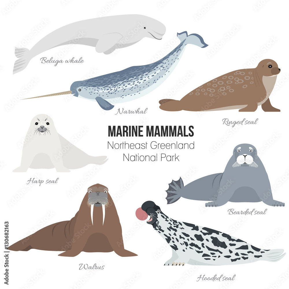 Marine mammals set of Greenland national park. Polar animals. Walrus ...