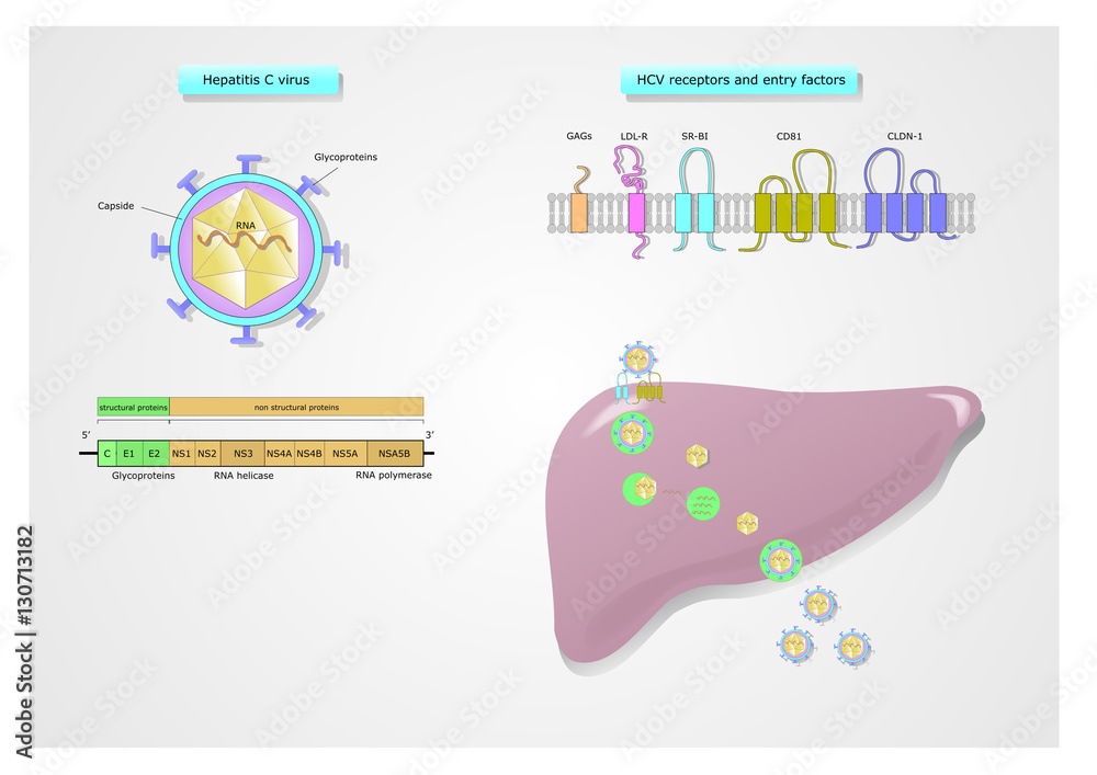 Hepatitis C virus (HCV), structure, receptors, replication Stock Vector ...