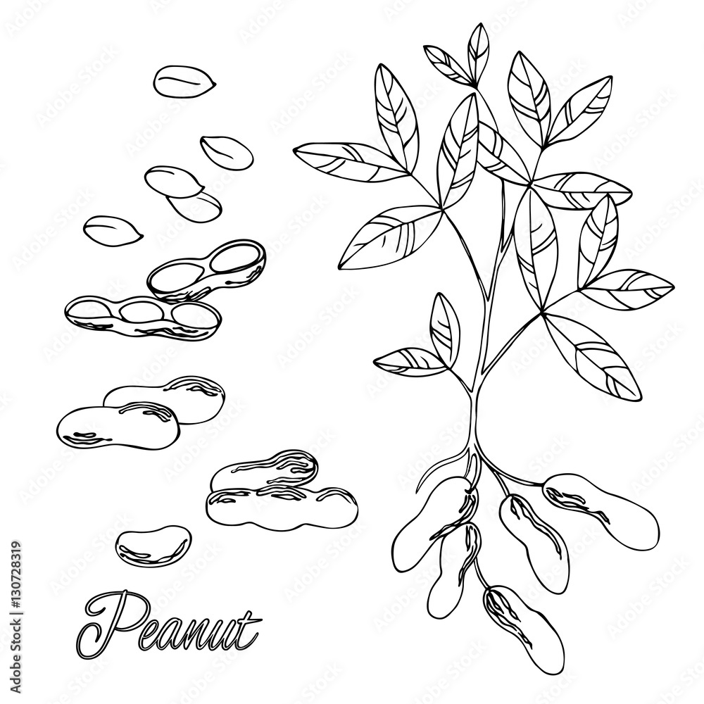 Peanut Plant Drawing