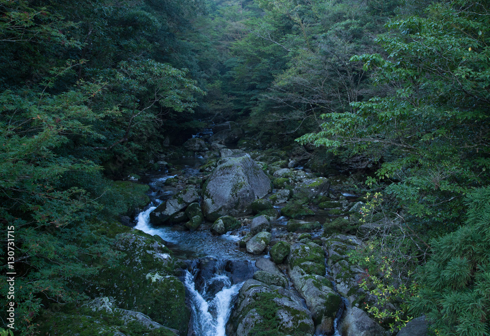Mountain stream in Moss forest, Shiratani Unsuikyo, Yakushima ...