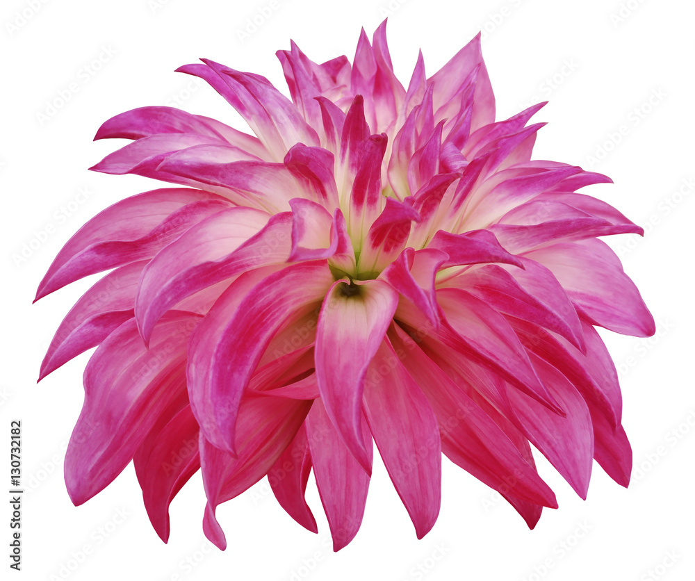 pink big flower on a white isolated background with clipping path. Side ...